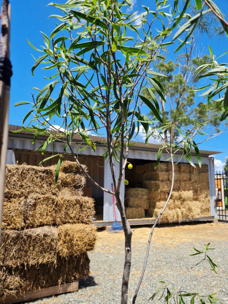 Native Apricot (Gumbi Gumbi) Trees - Firewood Marketplace