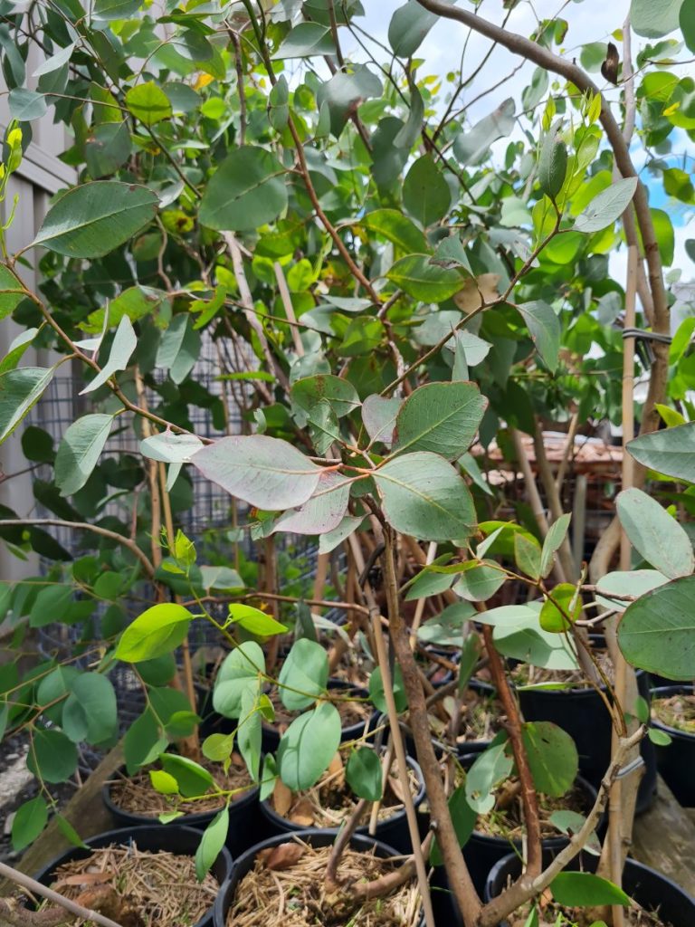 Red Box Trees - Firewood Marketplace - Sales and Delivery