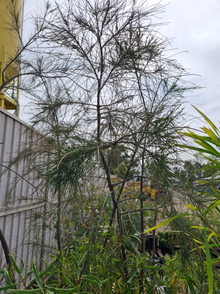 Sheoak Trees - Firewood Marketplace