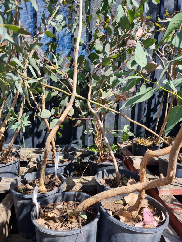 Western Grey Box Trees - Firewood Marketplace - Sales and Delivery